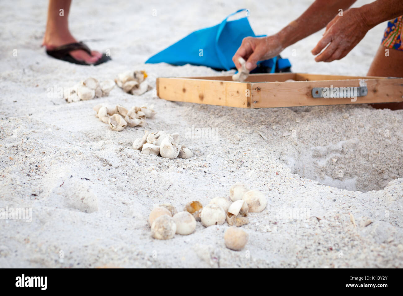 Sea Turtle Volunteers Stock Photo - Alamy