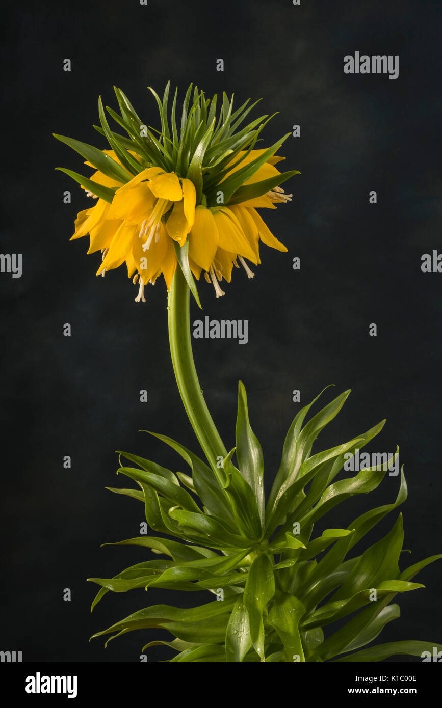 Giant yellow fritillary lily Stock Photo - Alamy