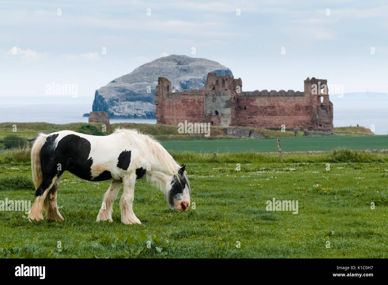Scotland - Bass Rock and Tantallon Castle can be seen together from the ...