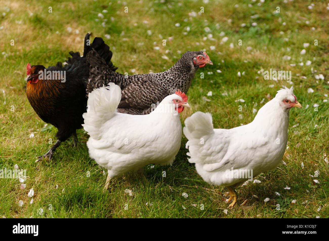 A garden flock of four different poultry breeds, domestic home hen ...
