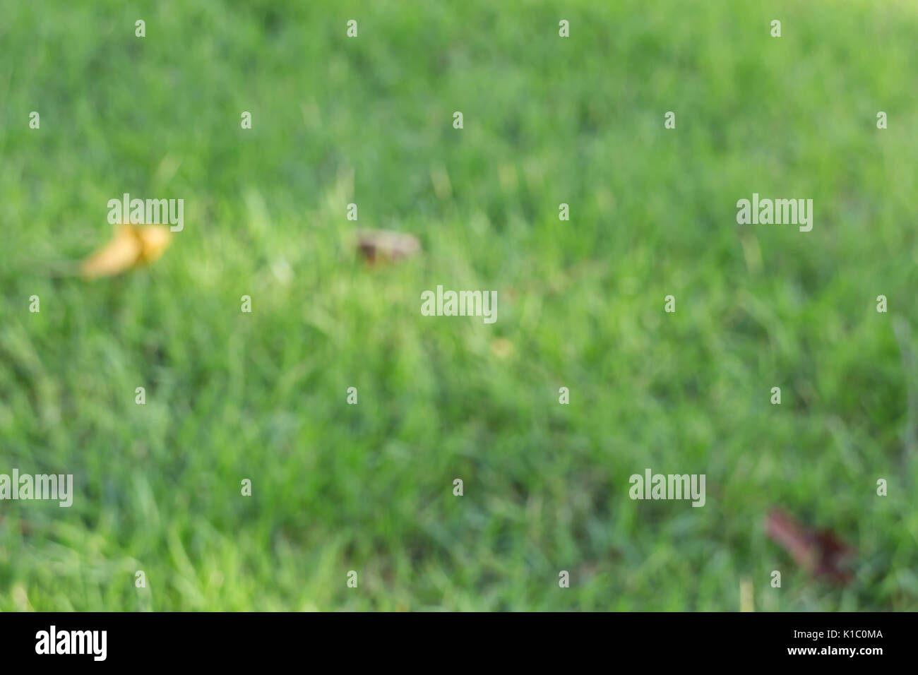 Abstract blur of green grass in the garden Stock Photo - Alamy