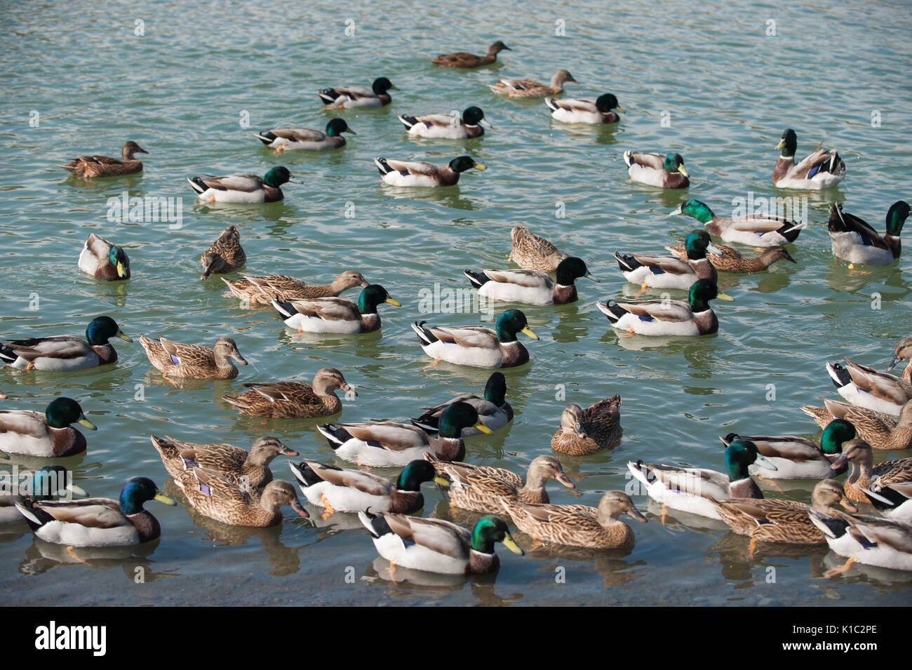 A large group of mallard ducks swim in a lake Stock Photo - Alamy