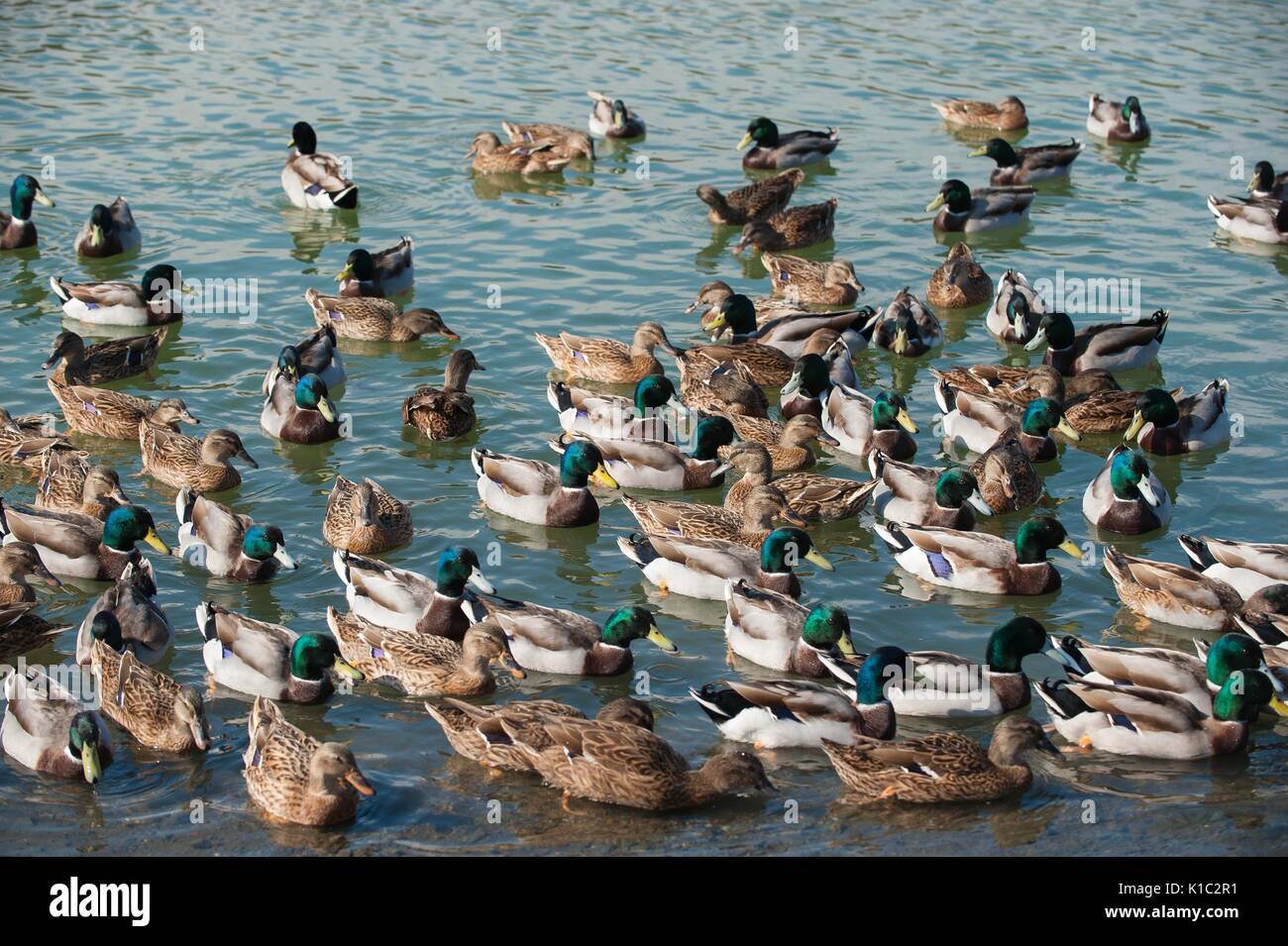 Large group ducks swim in hi-res stock photography and images - Alamy