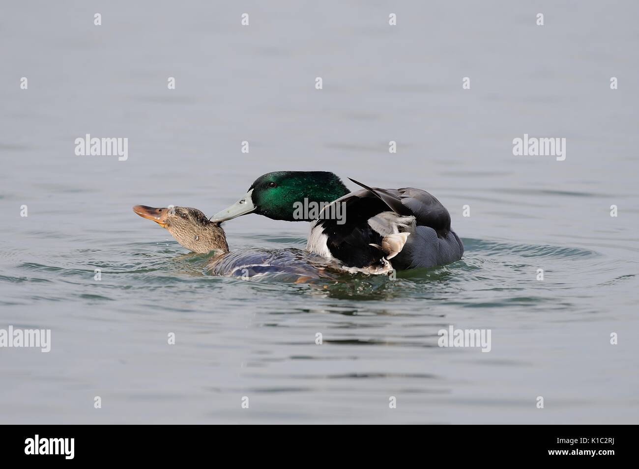 Mallard ducks in breeding season Stock Photo - Alamy