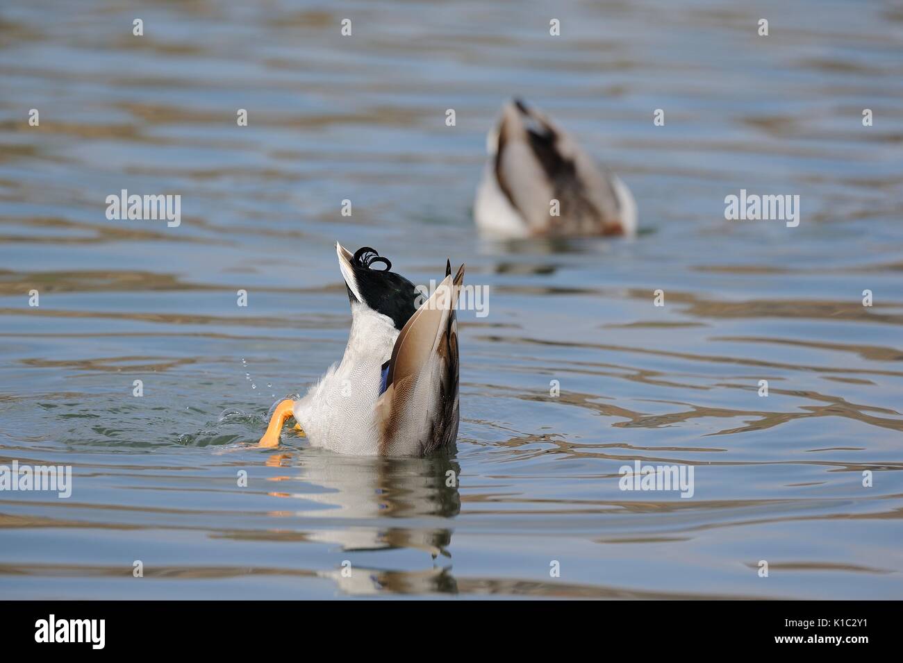 Male mallard ducks diving for food Stock Photo - Alamy