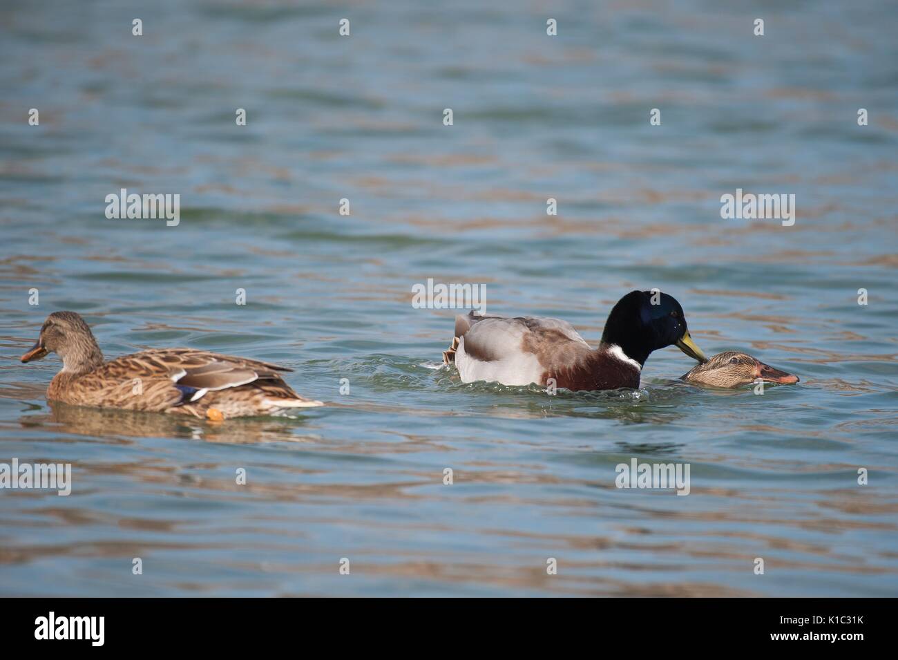 Mallard ducks in breeding season Stock Photo - Alamy