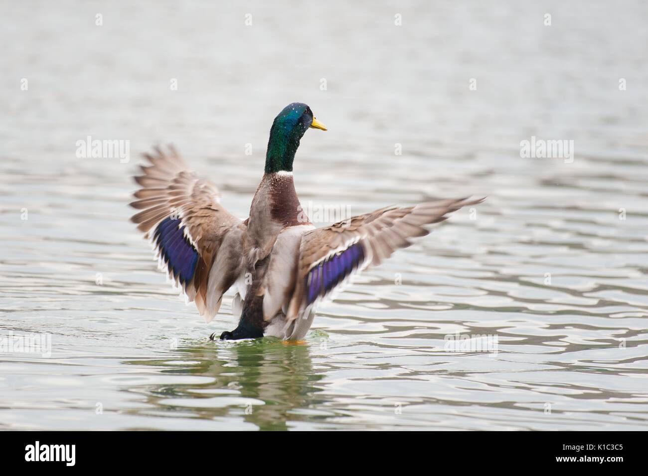 Male mallow ducks with wings spread Stock Photo - Alamy