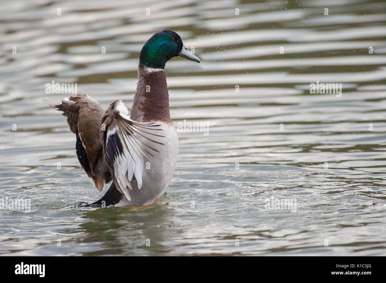 Male mallow ducks with wings spread Stock Photo - Alamy