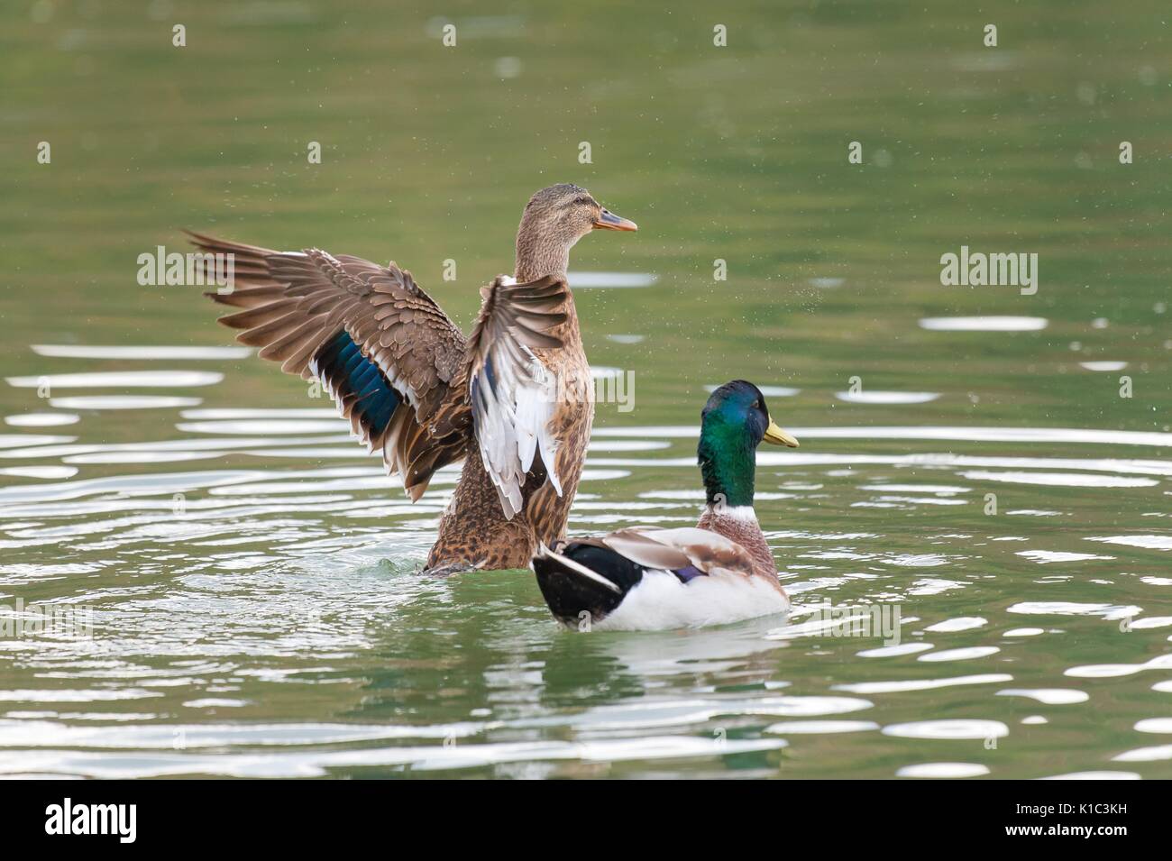 Female mallard ducks with wings spread Stock Photo - Alamy