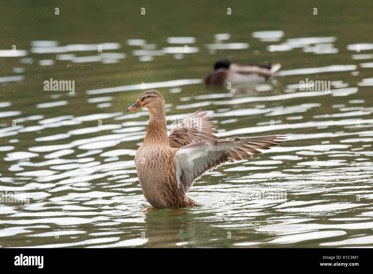 Female mallard ducks with wings spread Stock Photo - Alamy