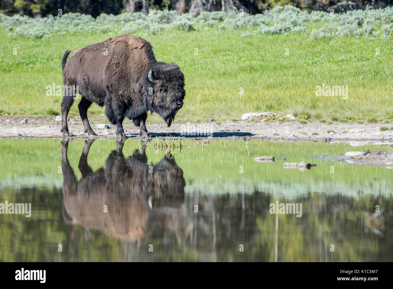 Bison at bay hi-res stock photography and images - Alamy