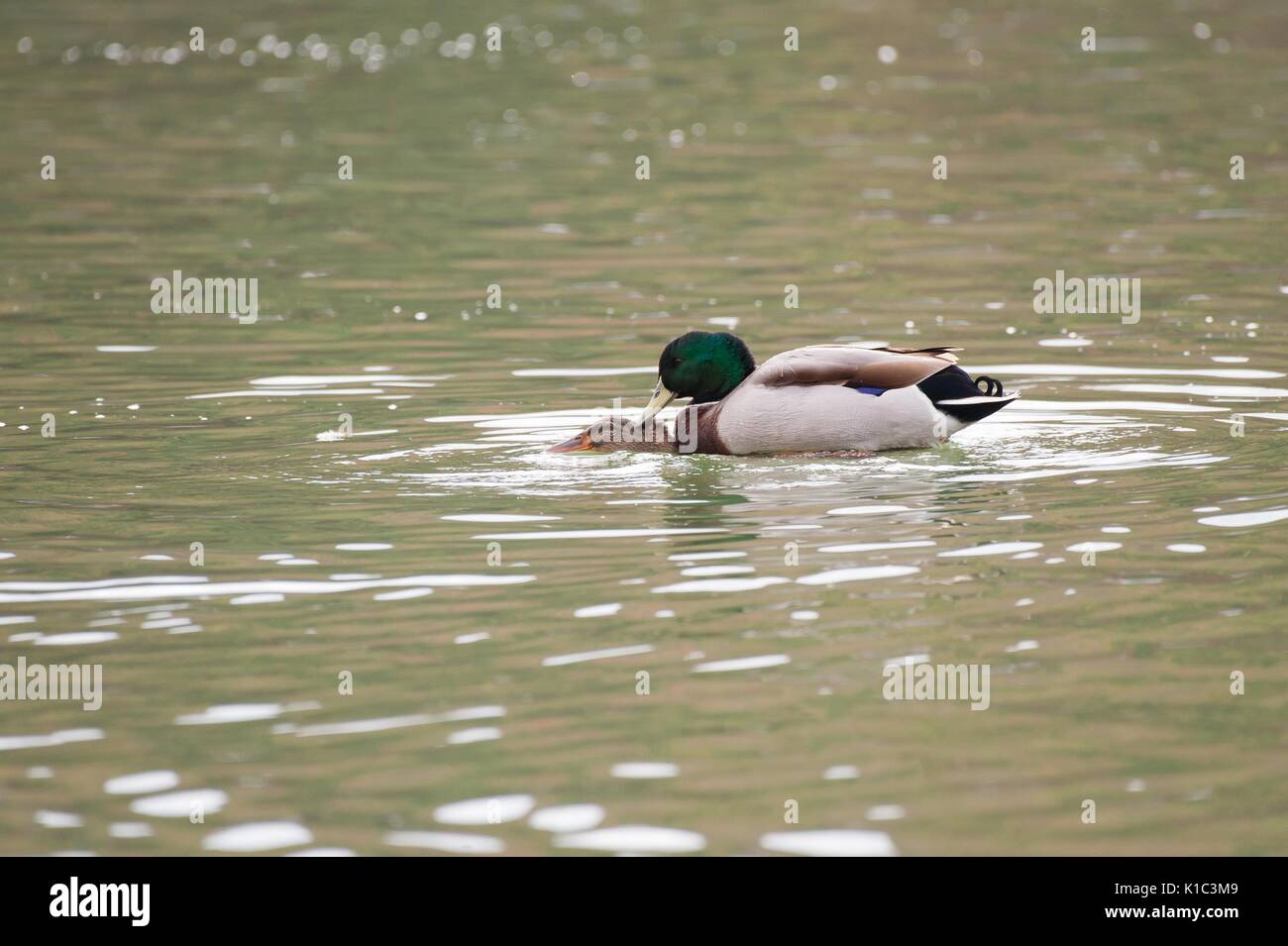 Mallard ducks in breeding season Stock Photo - Alamy