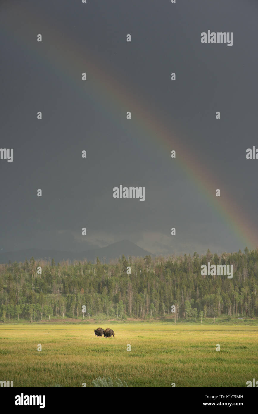 Rainbow and bison hi-res stock photography and images - Alamy