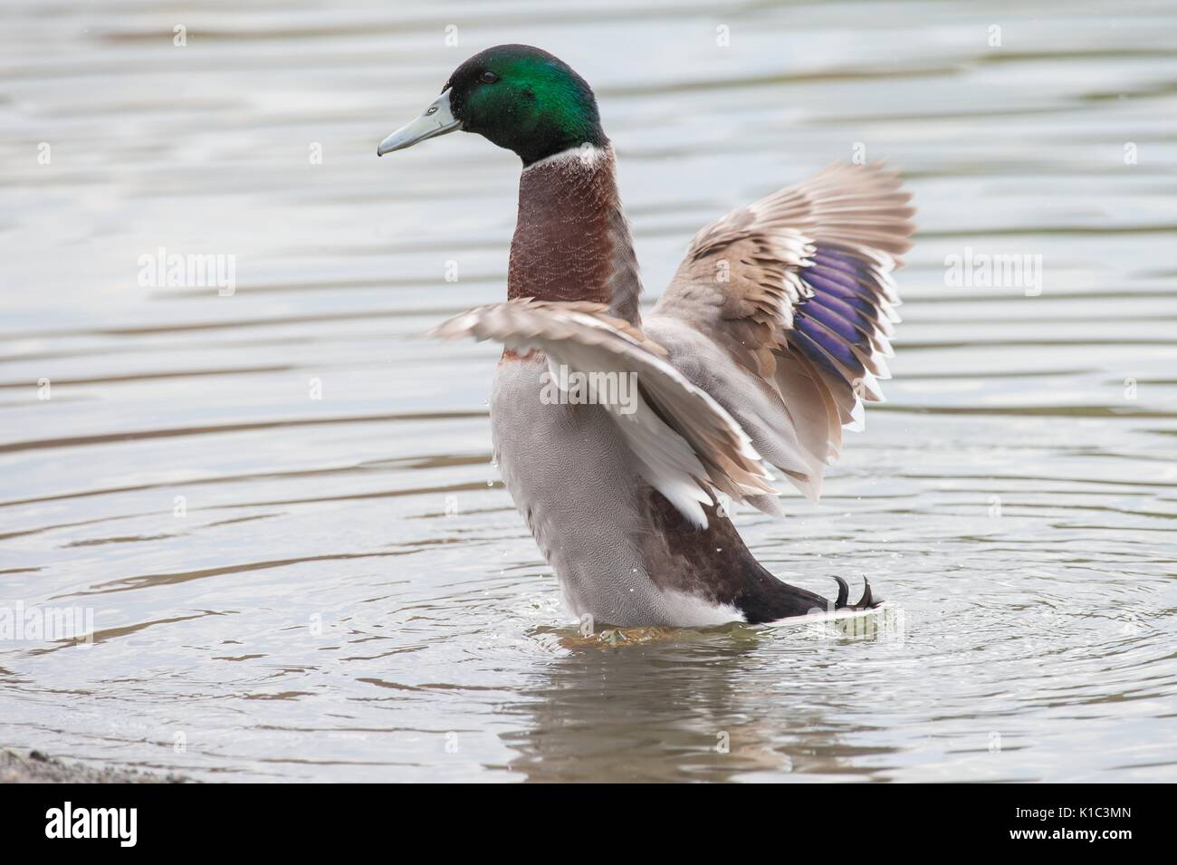 Male mallow ducks with wings spread Stock Photo - Alamy
