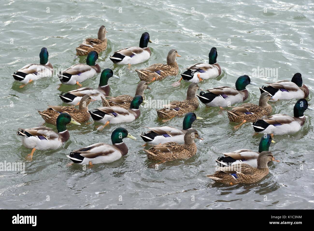 A large group of mallard ducks swim in a lake Stock Photo - Alamy