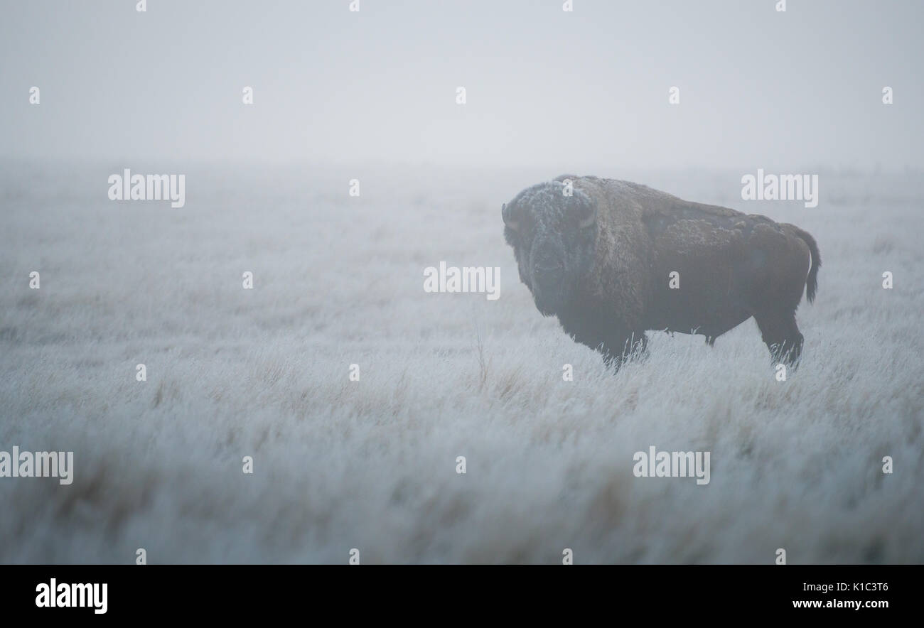 Buffalo ghost hi-res stock photography and images - Alamy