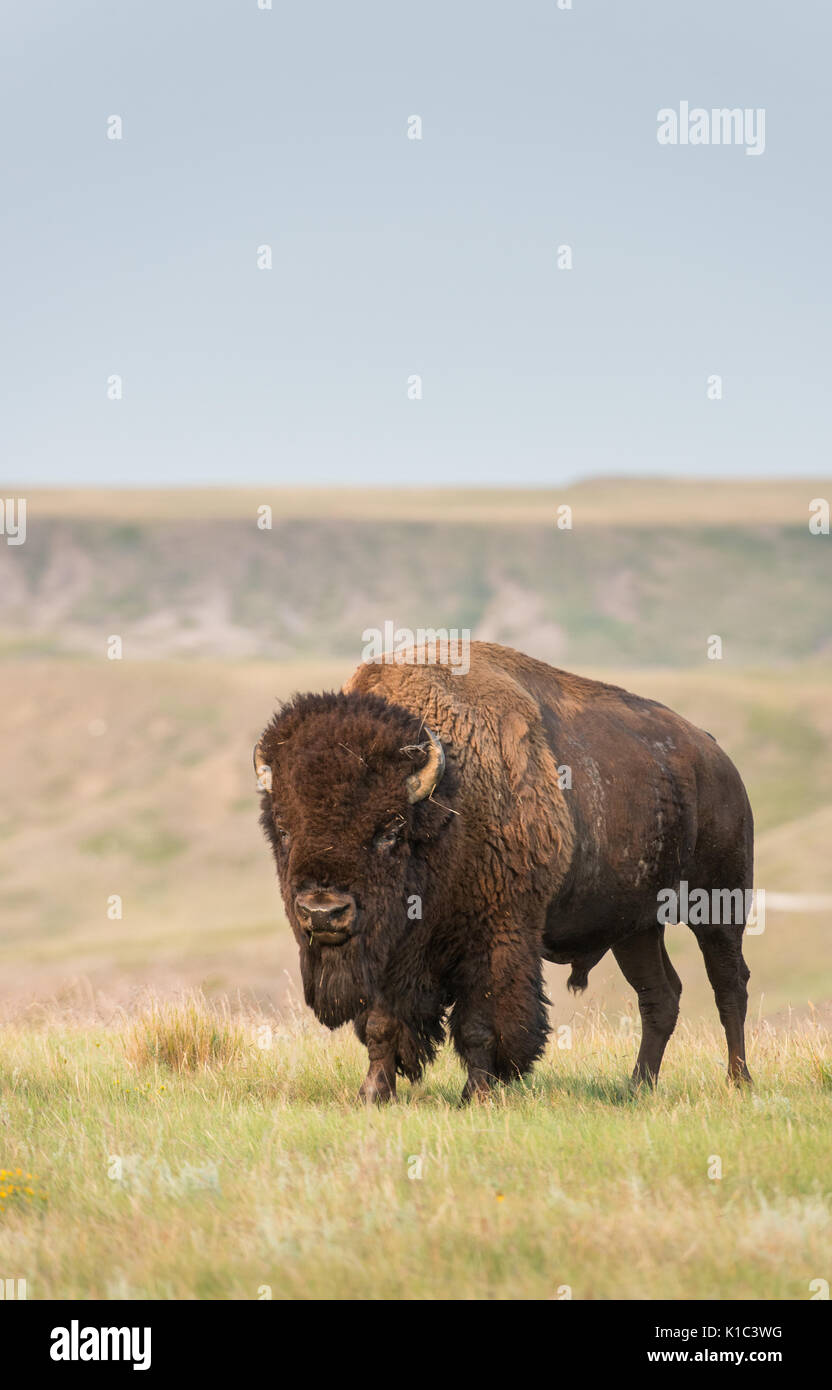 Buffalo ghost hi-res stock photography and images - Alamy