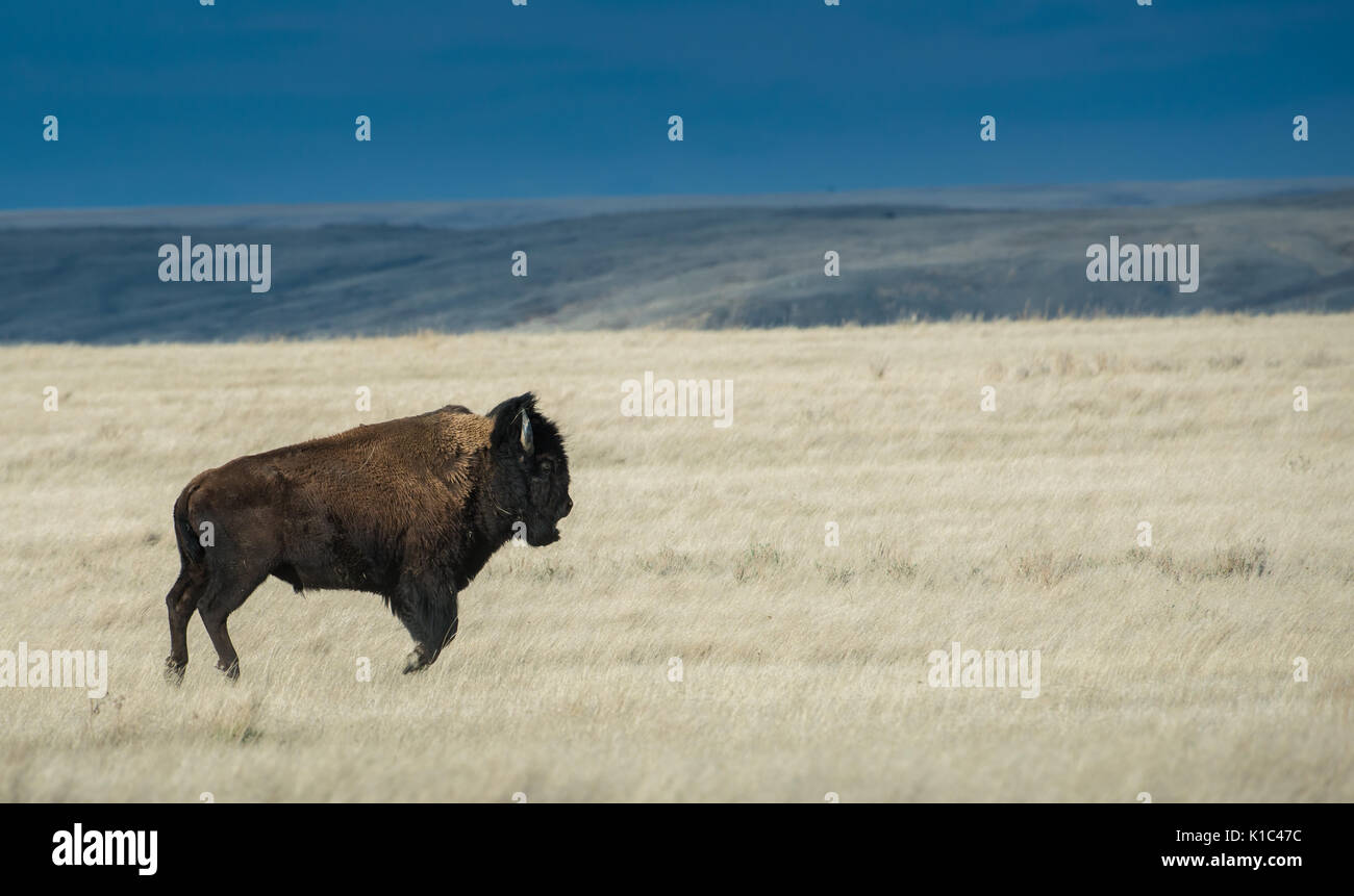 Buffalo ghost hi-res stock photography and images - Alamy
