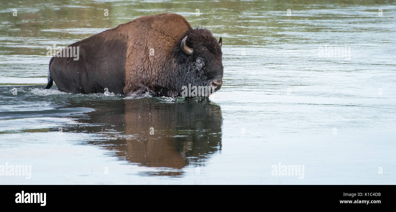 Bison swimming hi-res stock photography and images - Alamy