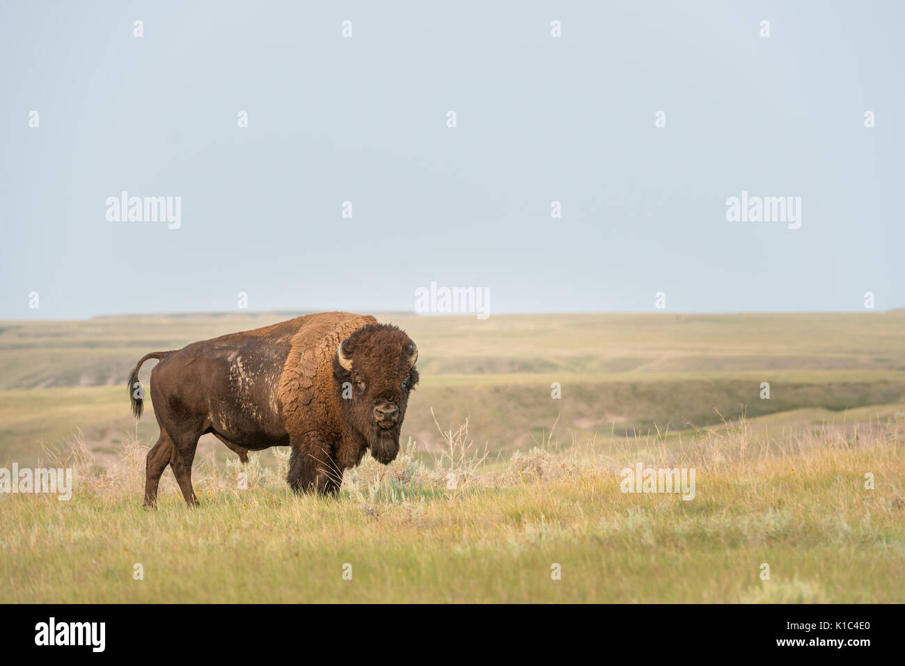 Buffalo ghost hi-res stock photography and images - Alamy