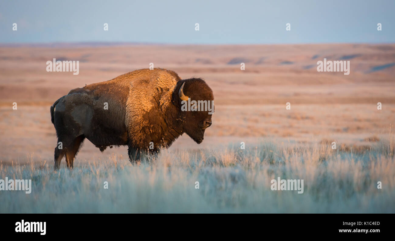 Buffalo ghost hi-res stock photography and images - Alamy