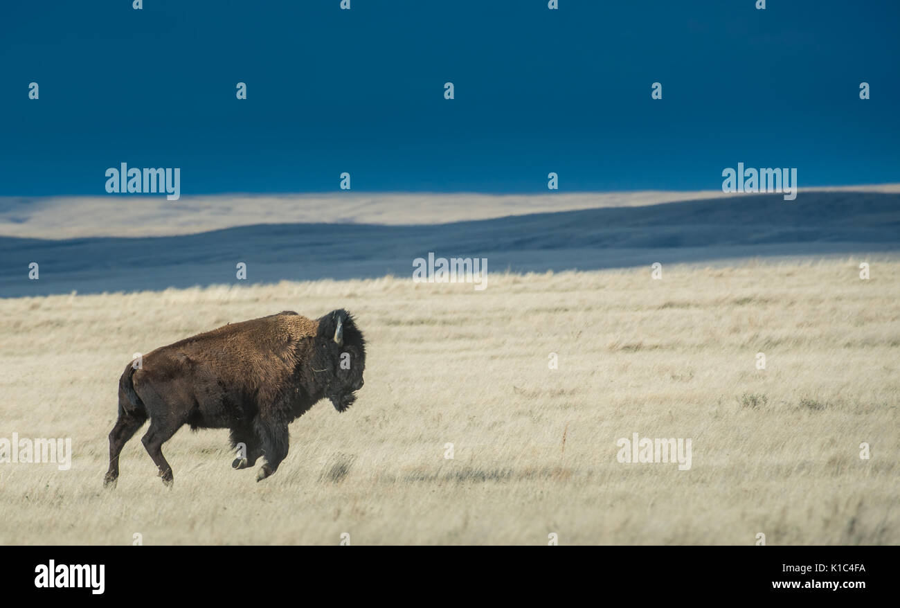 Bison charging hi-res stock photography and images - Alamy