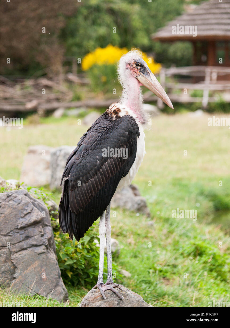 Scavenger people hi-res stock photography and images - Alamy