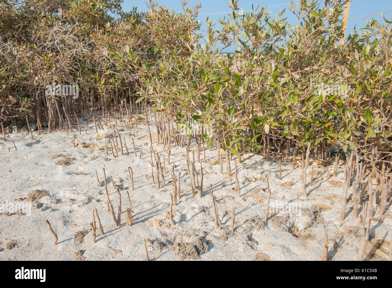 Closeup of mangrove plants with roots sticking up from sand on tropical ...