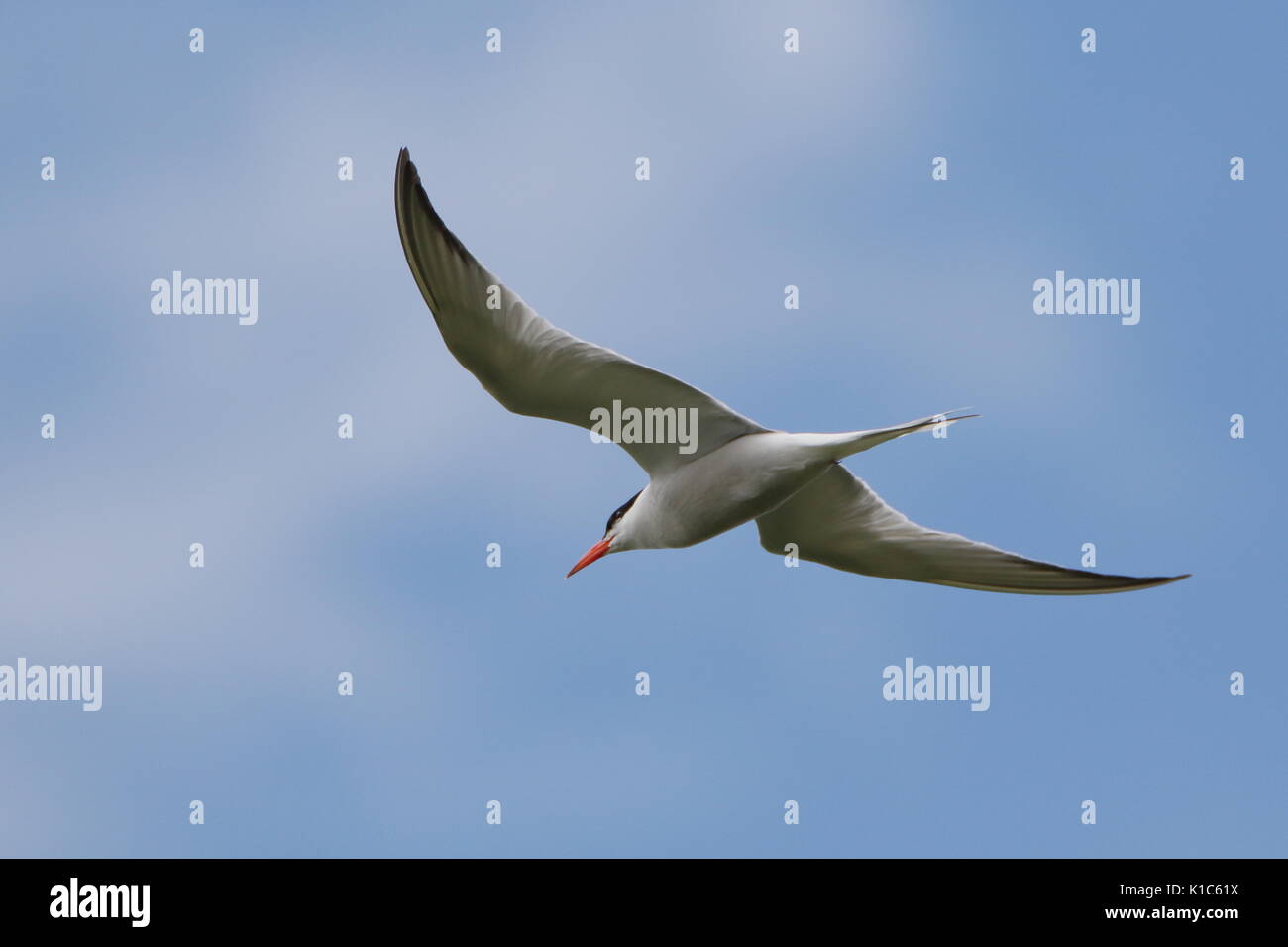 Common tern in flight hi-res stock photography and images - Alamy