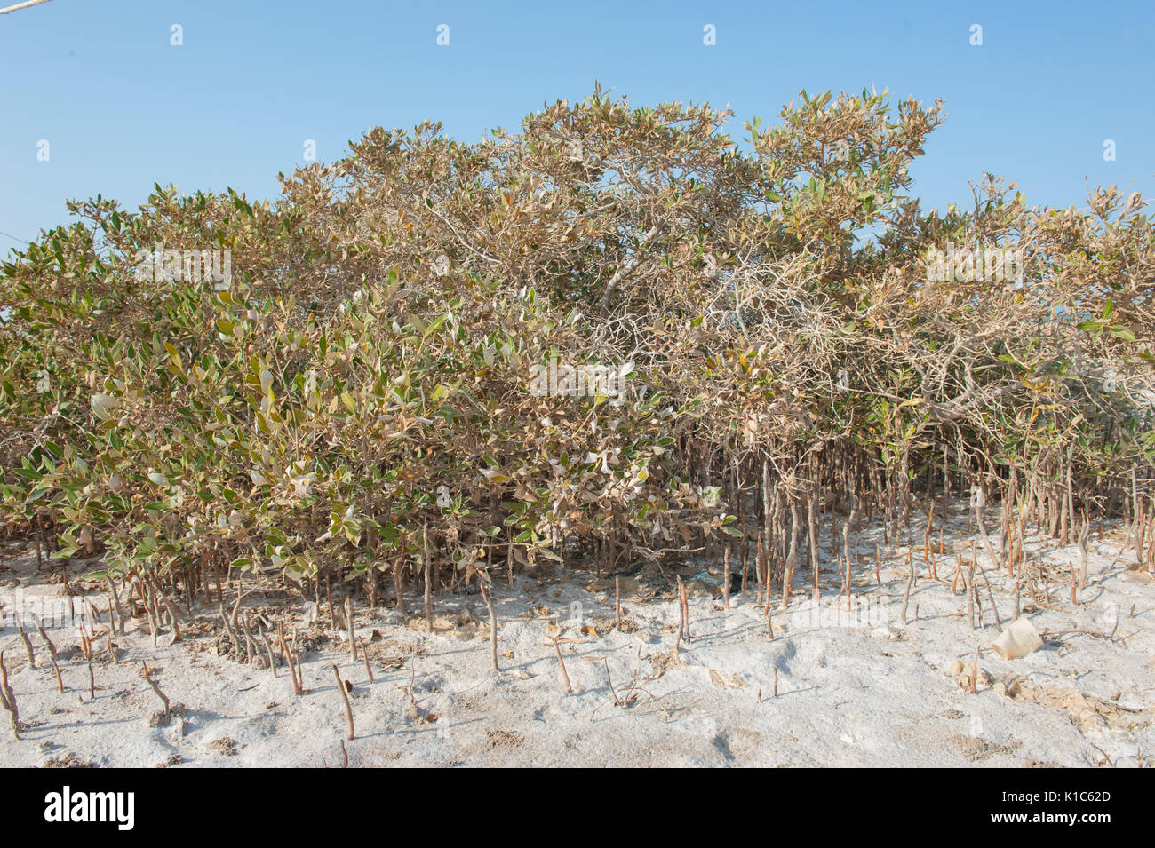 Closeup of mangrove plants with roots sticking up from sand on tropical ...