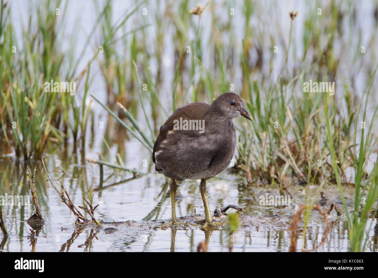 Juvenile moorhen hi-res stock photography and images - Alamy
