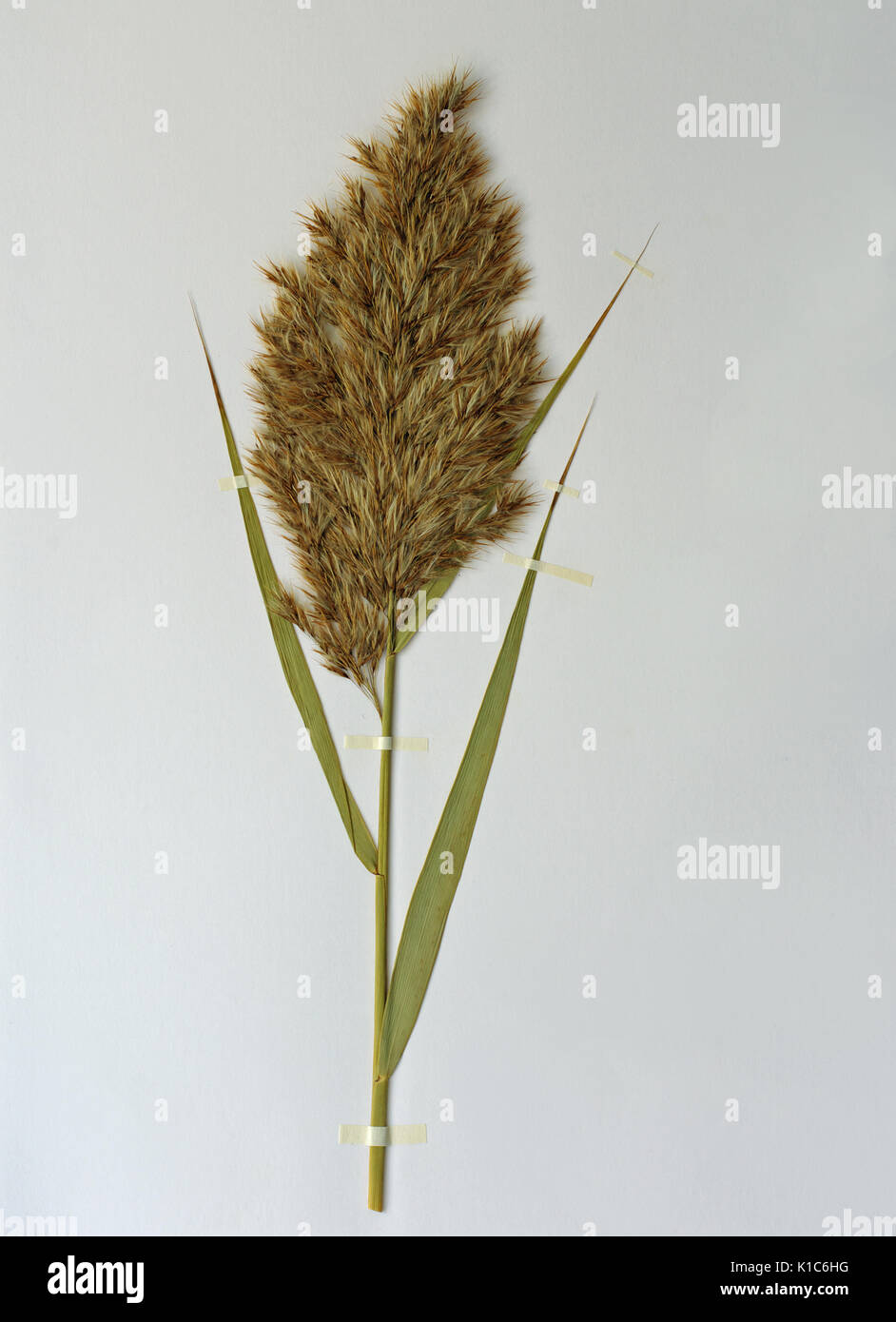 a herbarium sheet with Phragmites australis, the Common reed ...