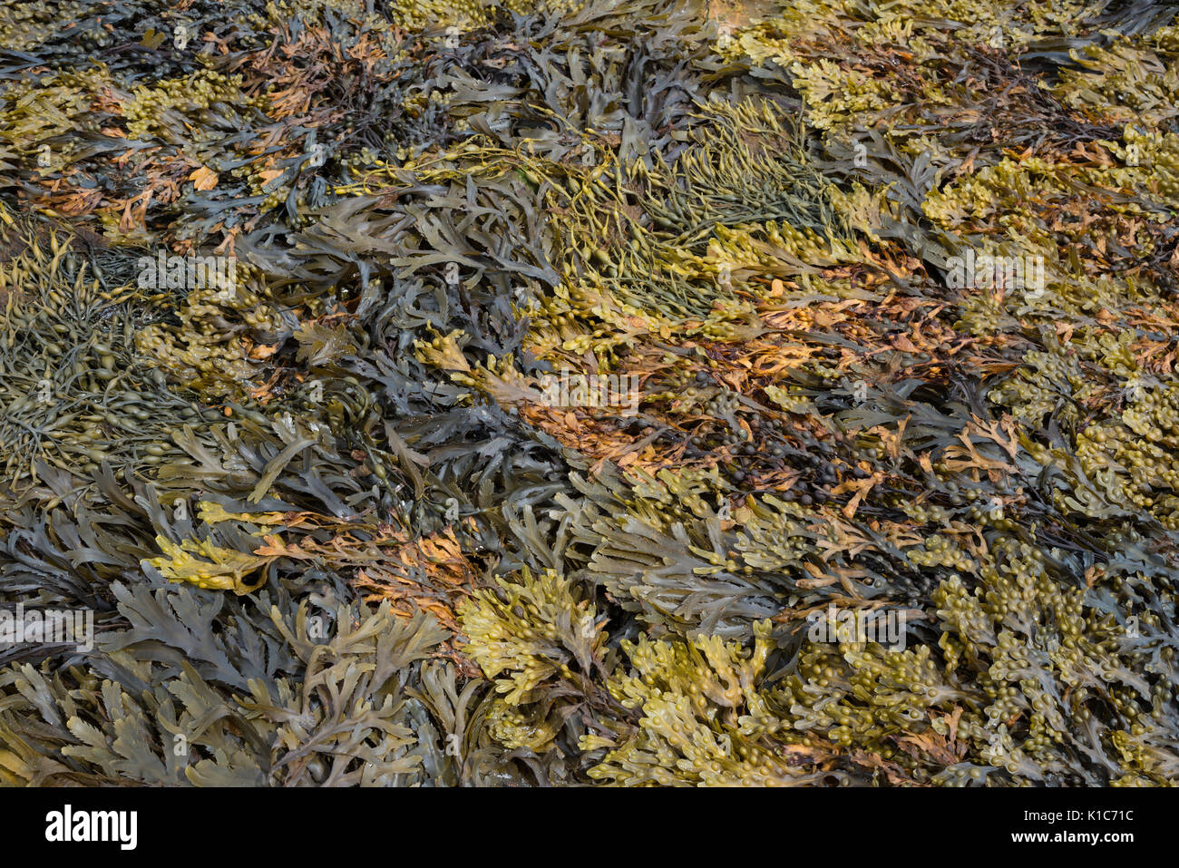 Egg wrack hi-res stock photography and images - Alamy