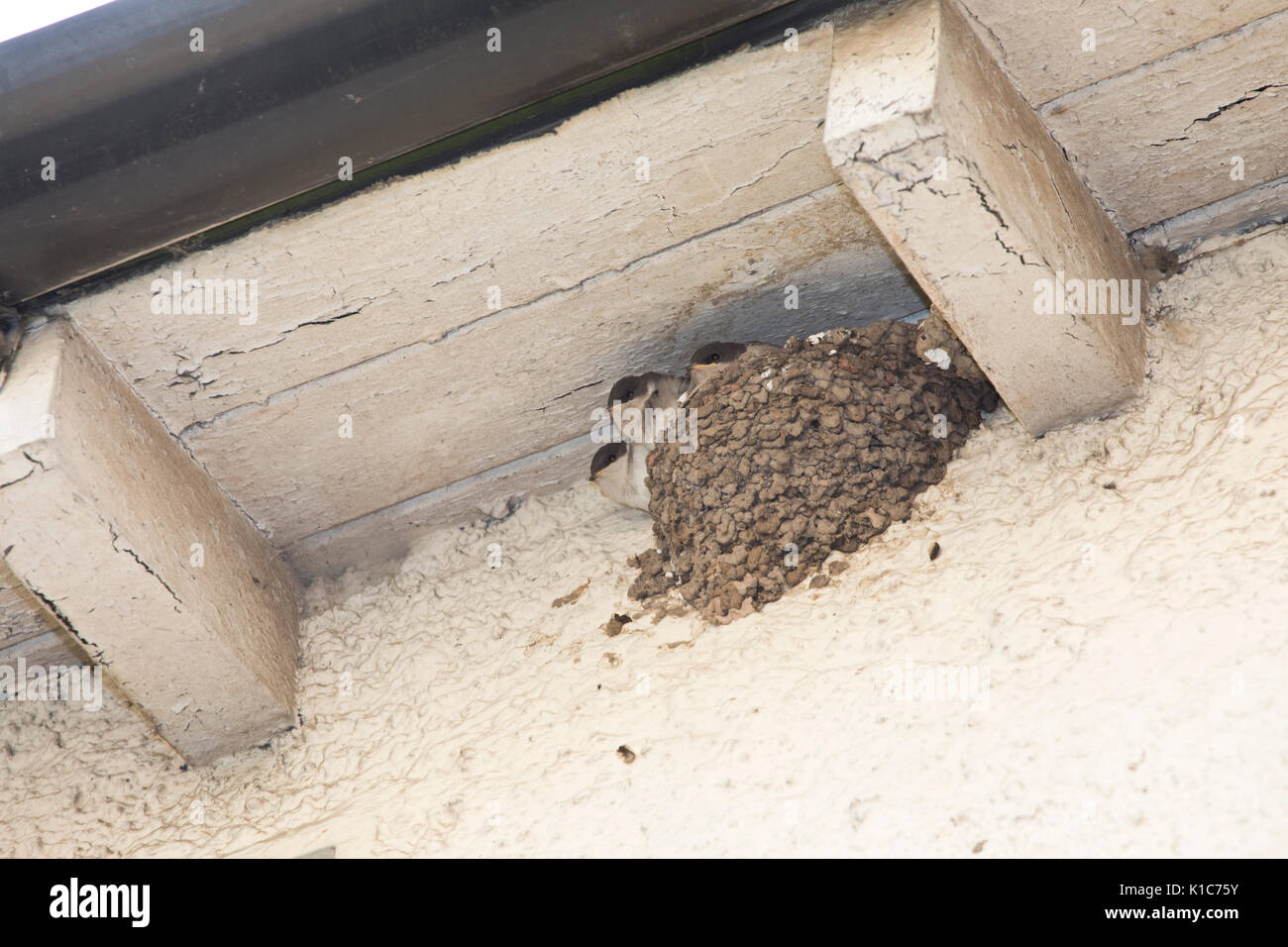 Nesting house martin hi-res stock photography and images - Alamy