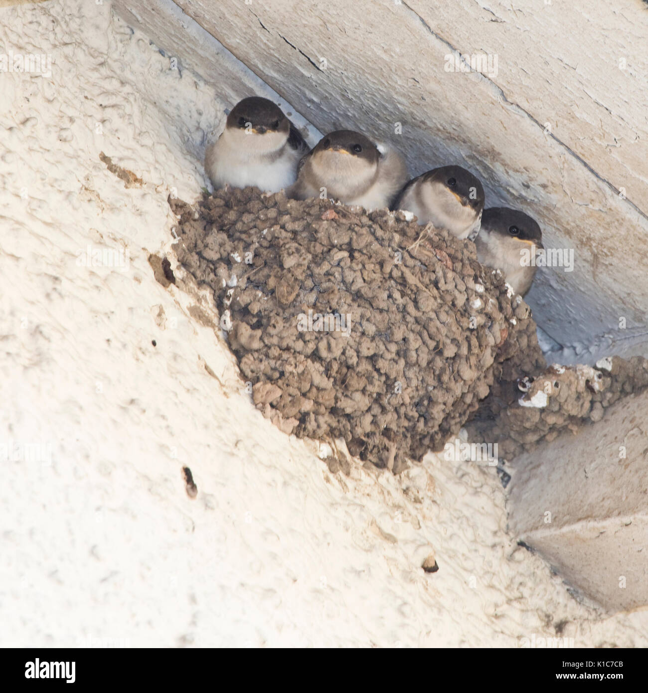 House Martin (Delichon urbicum) nest and chicks on a house in North ...