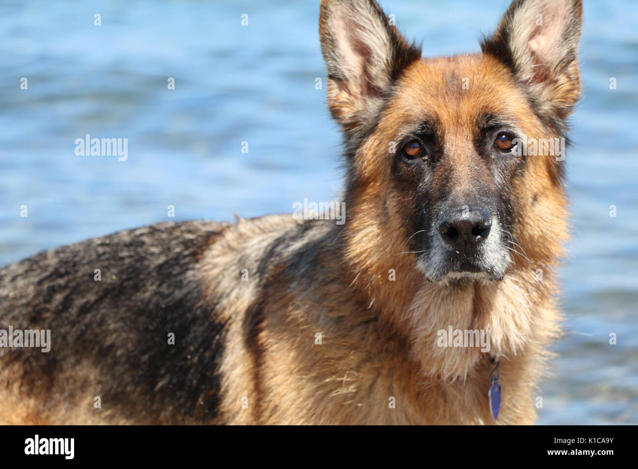 German Shepherd's Gaze Stock Photo - Alamy