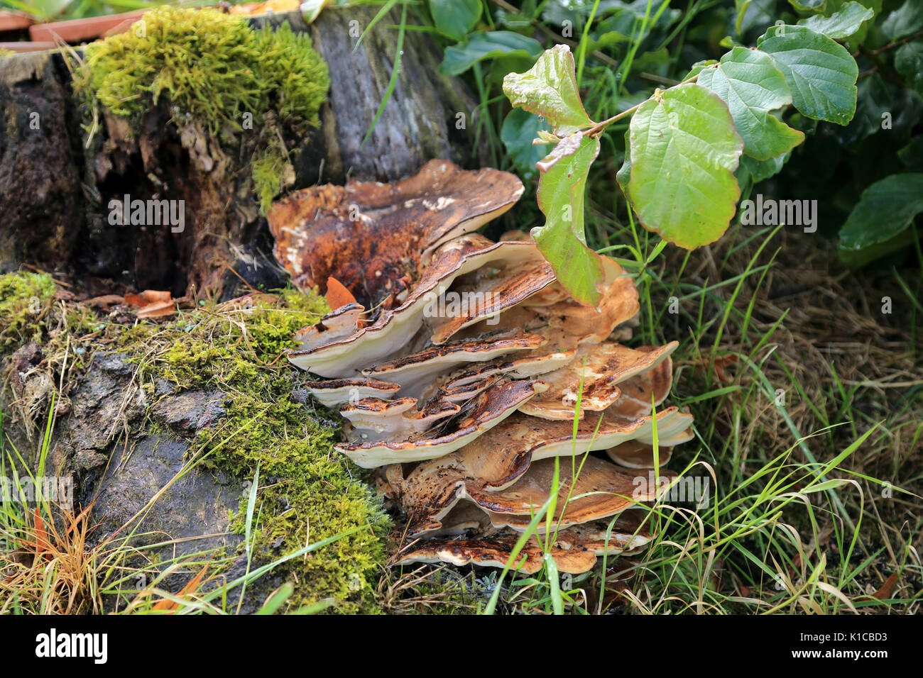 Fungi at the base of beech tree stump in garden in North Yorkshire ...
