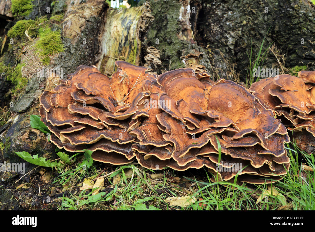 Fungi at the base of beech tree stump in garden in North Yorkshire ...