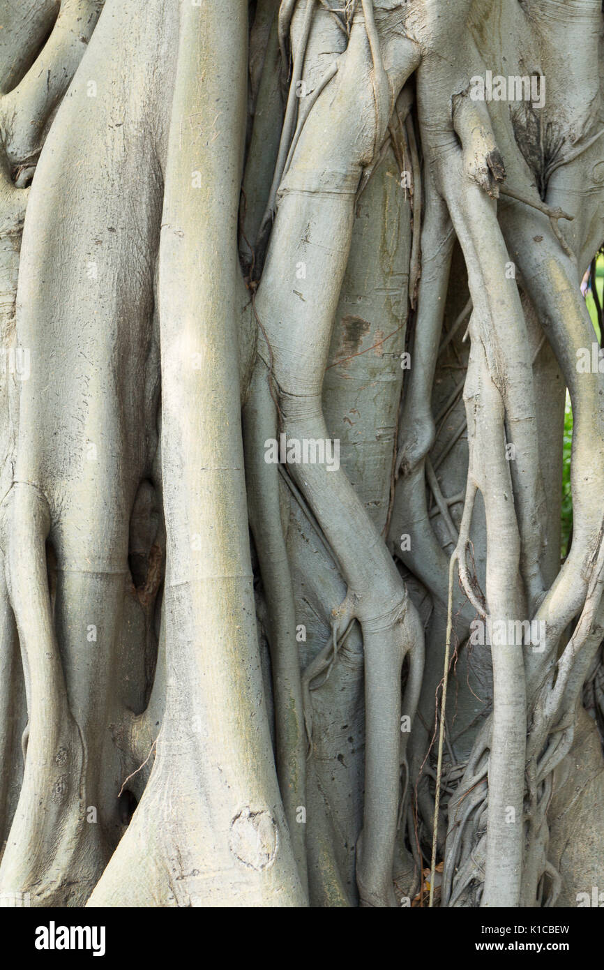 Close up of gnarled tree roots intertwined Stock Photo - Alamy