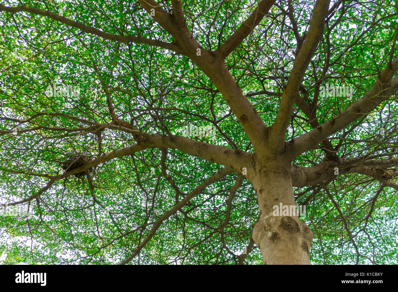 Tree with many branches hi-res stock photography and images - Alamy