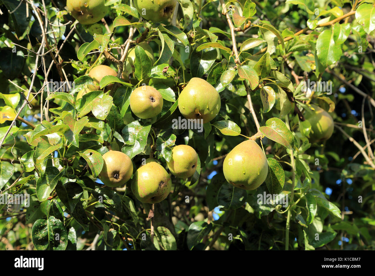 Pears on pear tree in a garden, South Otterington, Northallerton, North ...