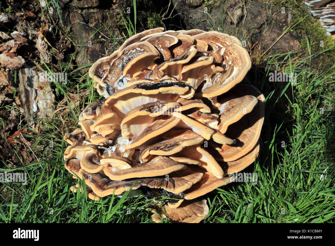 Fungi at the base of beech tree stump in garden in North Yorkshire ...