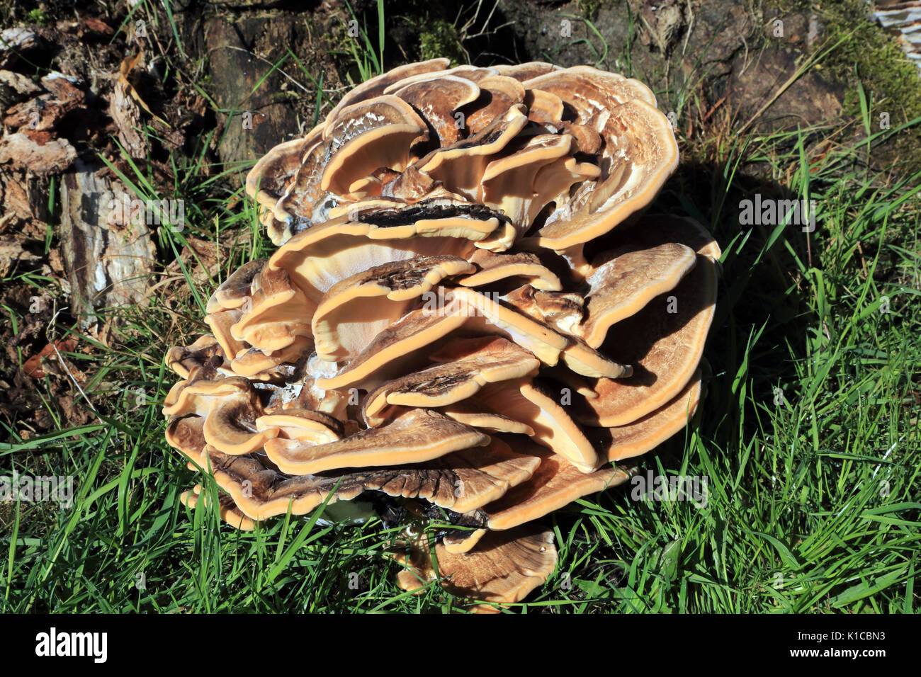 Fungi at the base of beech tree stump in garden in North Yorkshire ...