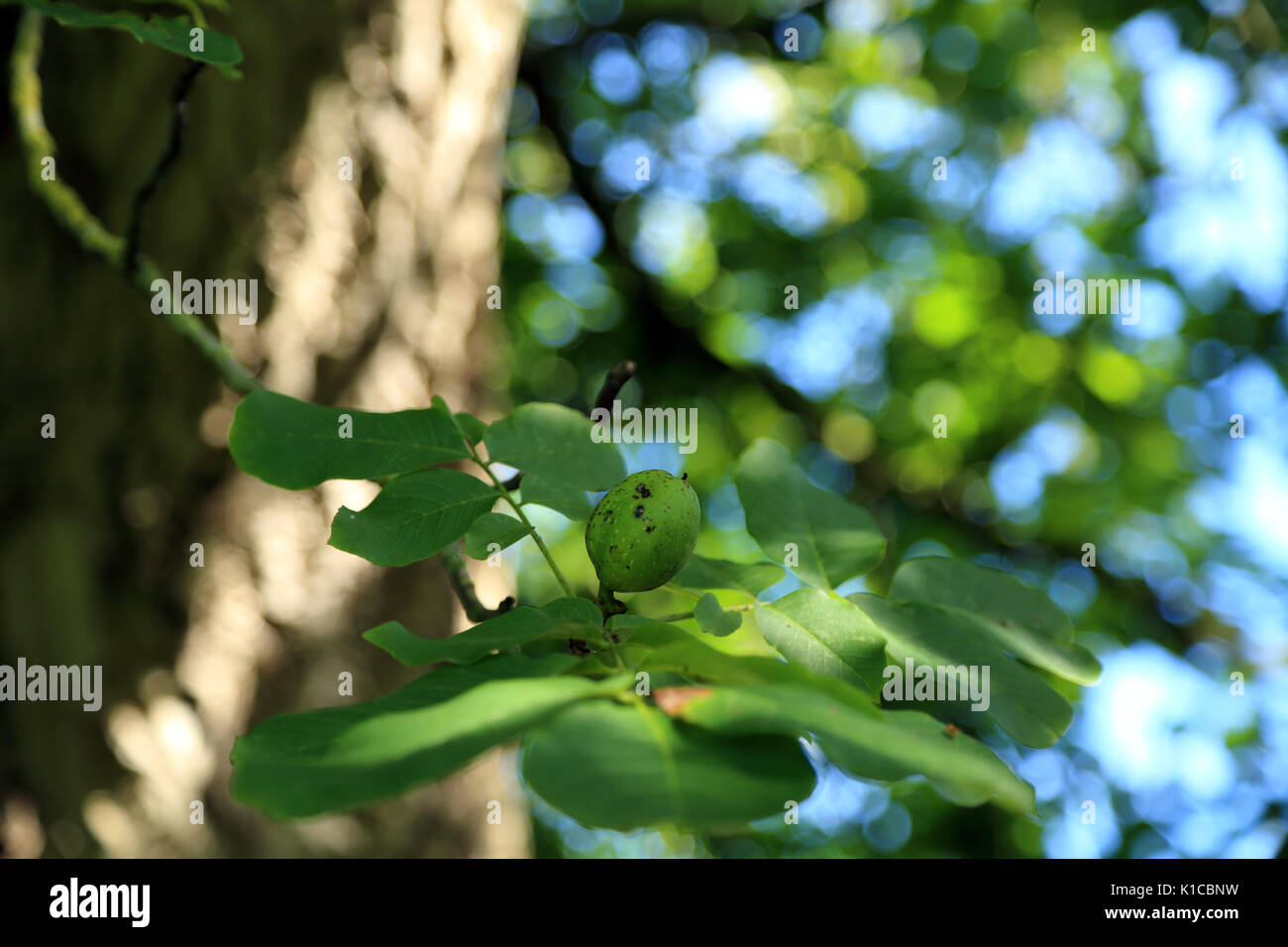Walnut tree uk fruit hi-res stock photography and images - Alamy
