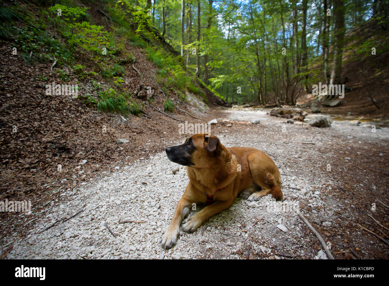 Beautiful close up shot mountain hi-res stock photography and images ...
