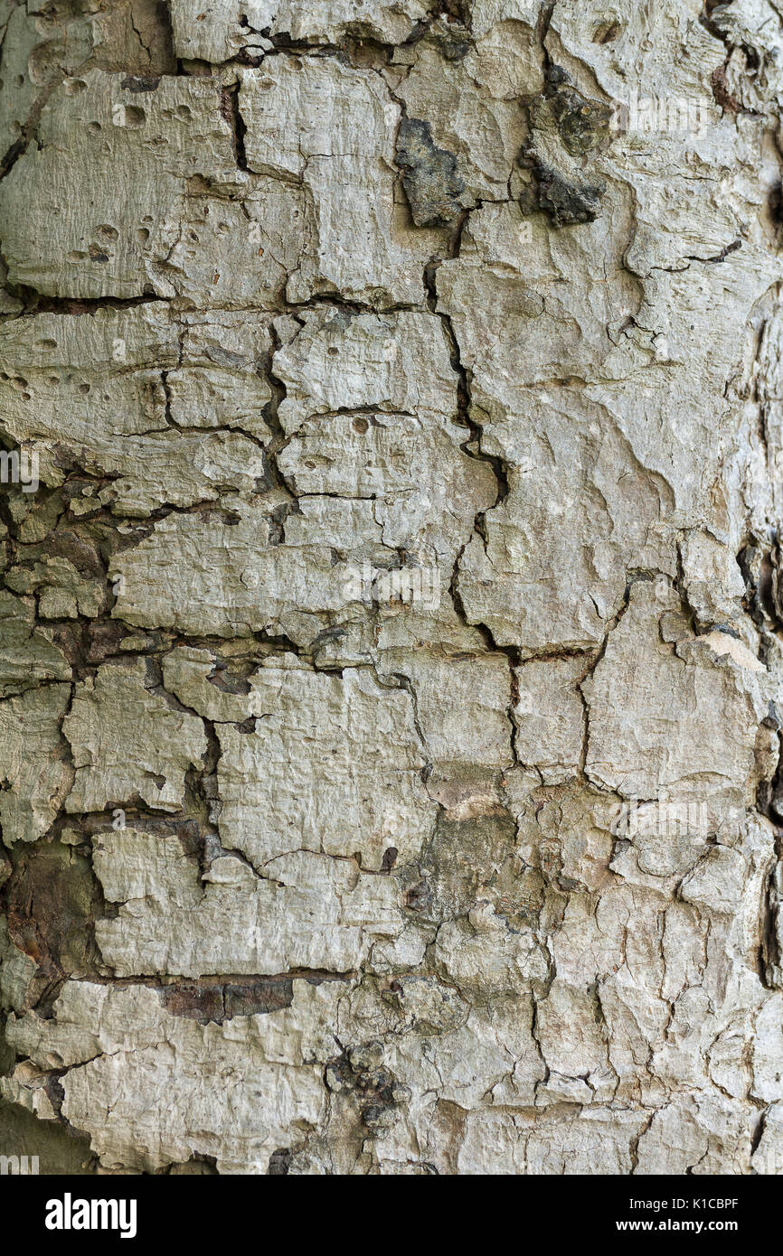 Abstract wood bark with the lichen texture Stock Photo - Alamy