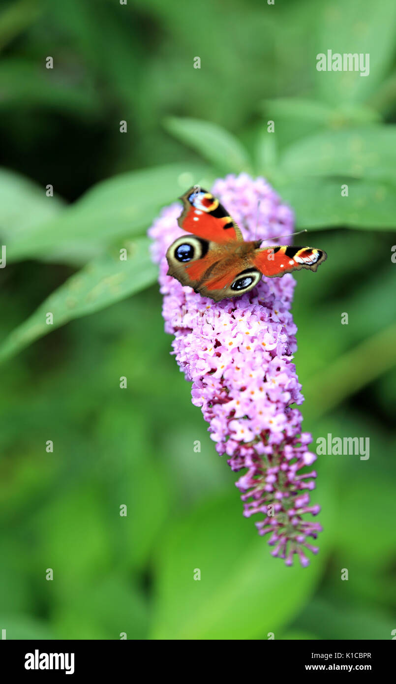 Butterfly north yorkshire hi-res stock photography and images - Alamy