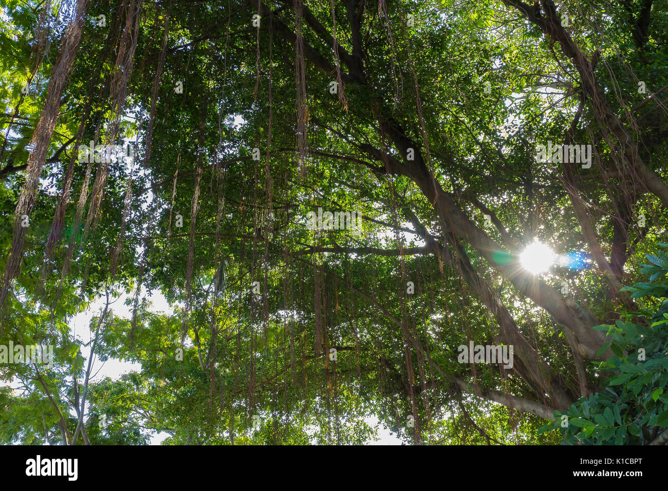 Sun light pass through tree hi-res stock photography and images - Alamy