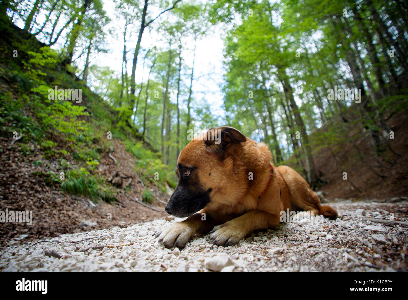 Dog wide shot hi-res stock photography and images - Alamy