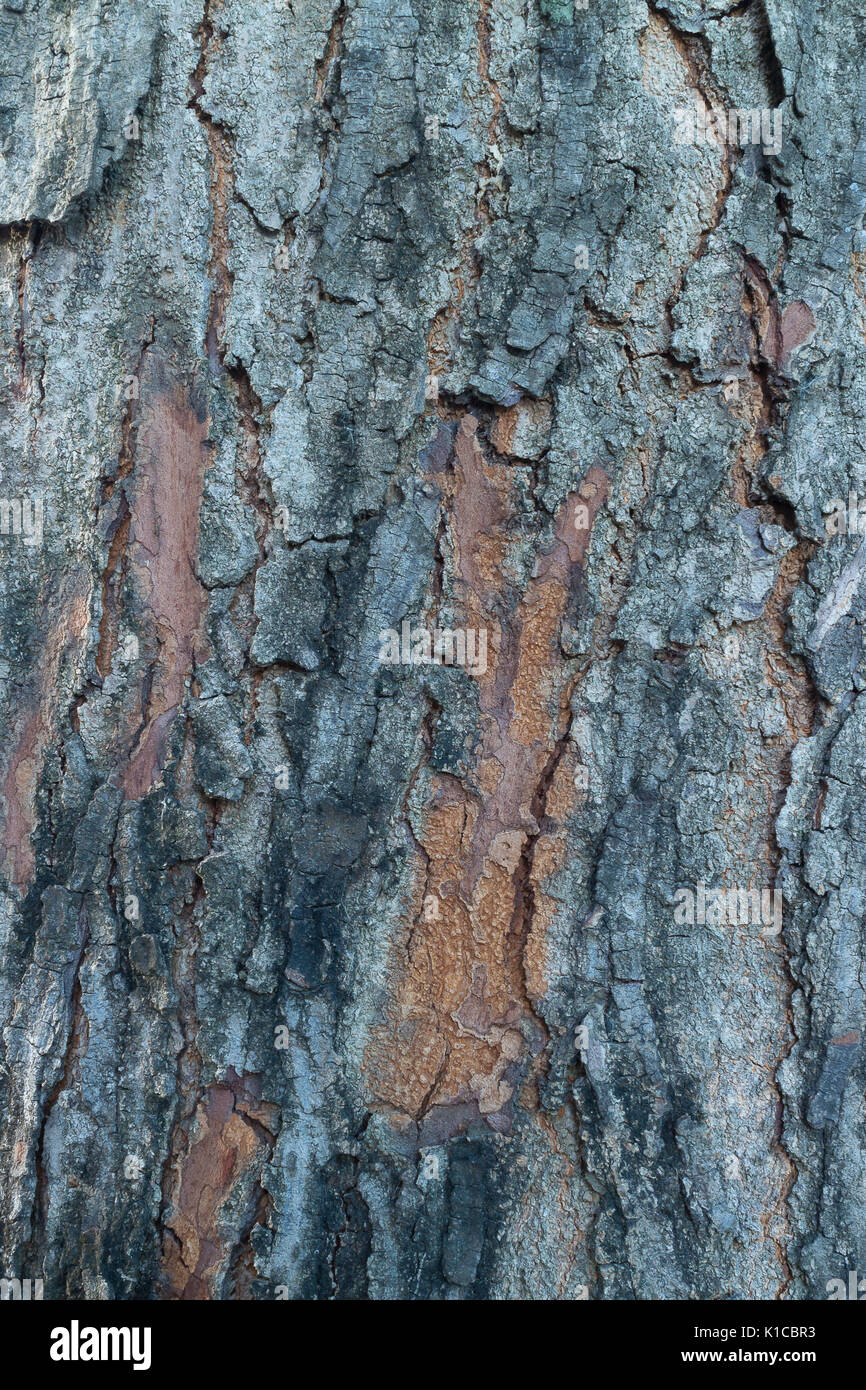 Abstract wood bark with the lichen texture Stock Photo - Alamy